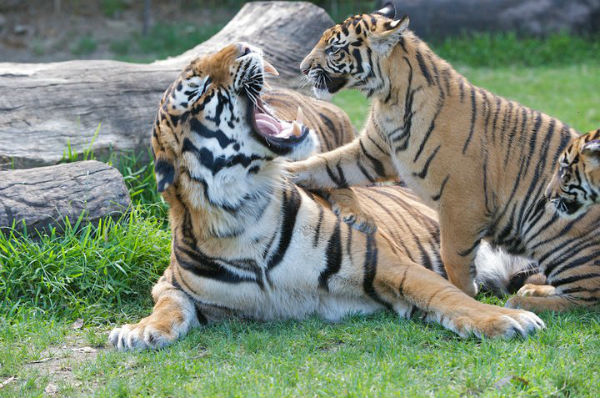 Dreamworld Tiger Handlers Under Fire - 4BC