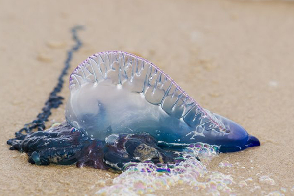 Thousands of beachgoers stung following bluebottle invasion at ...