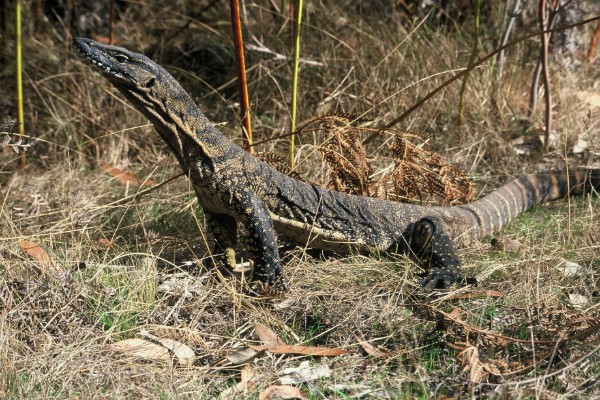 Unprovoked goanna attacks are rare - 4BC