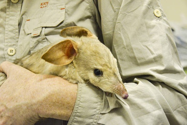 Queensland University fights to save the Bilby - 4BC