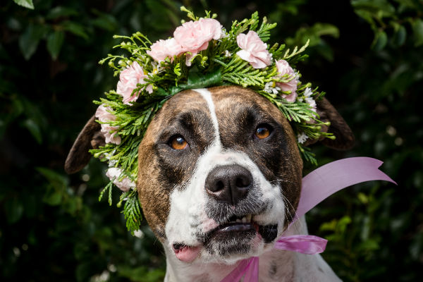 Talking Pets with Dr Rob Zammit - 4BC