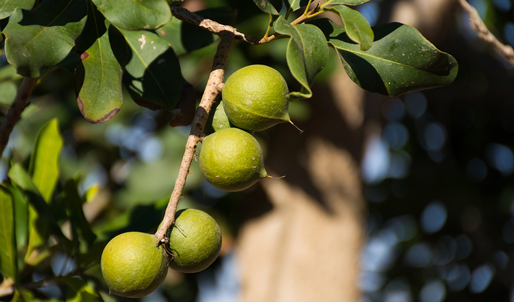 Tracking the ancestry of Australia's macadamias - 4BC