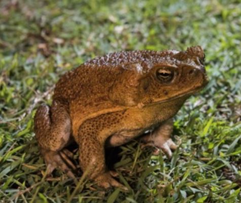 The cane toad introduced to Australia on this day in 1935 - 4BC