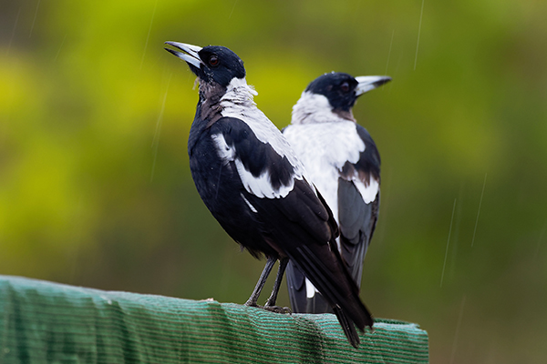 Magpies have outwitted scientists - 4BC