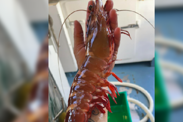 How's this for a catch? Trawler nets monster prawn