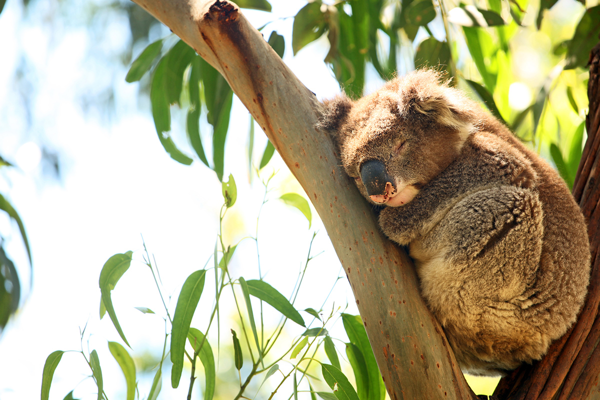 State secures 400-hectare land parcel for Gold Coast koala reserve