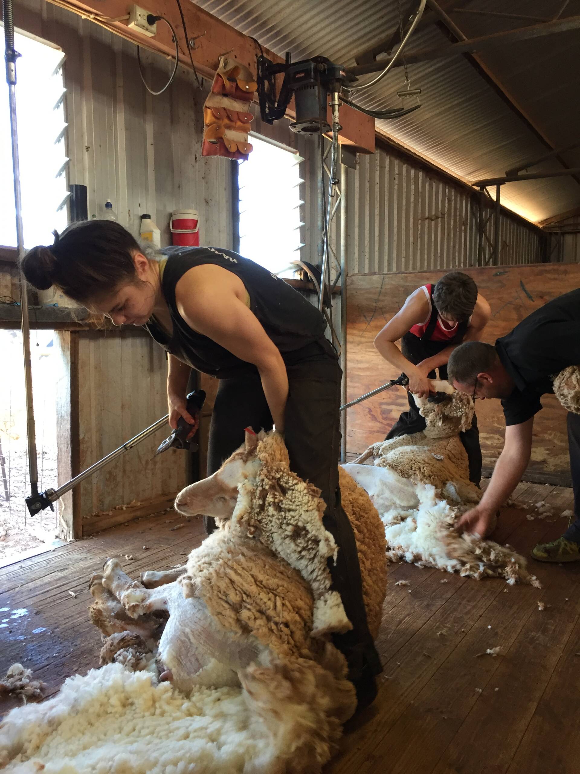 Innovation on display at wool harvesting open day - 4BC