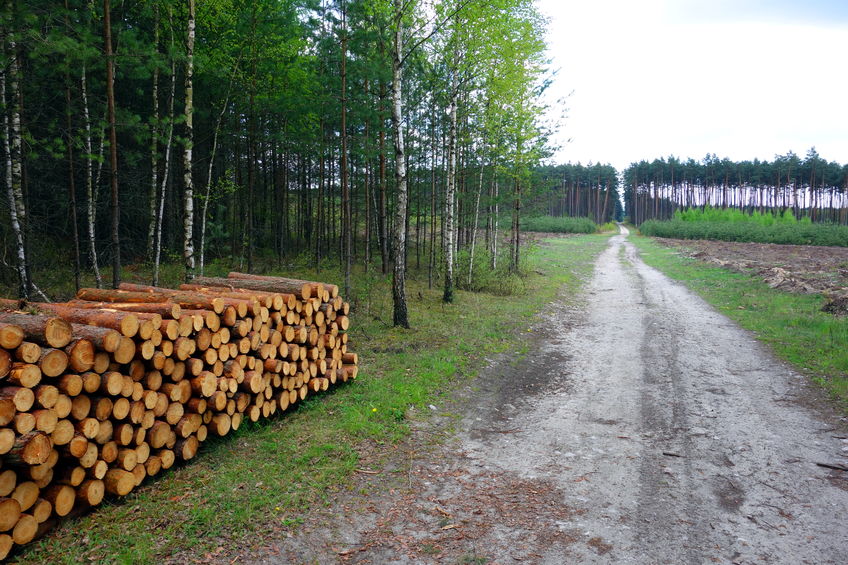 Forest industry crucial to cutting carbon - 4BC