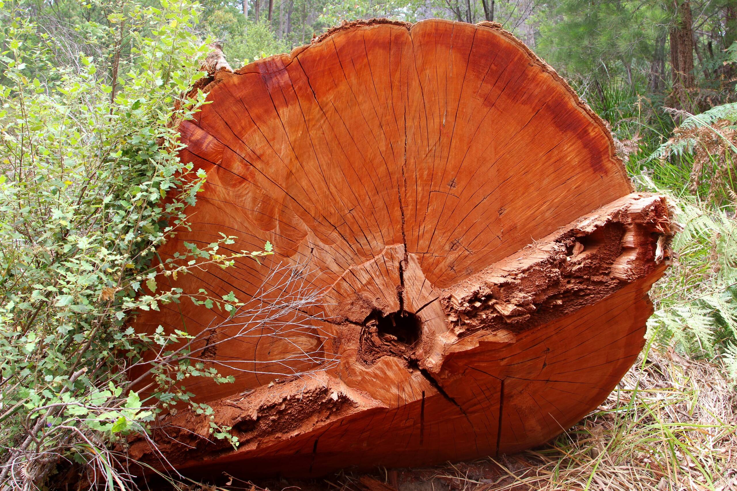 Timber shortage hits housing market - 4BC