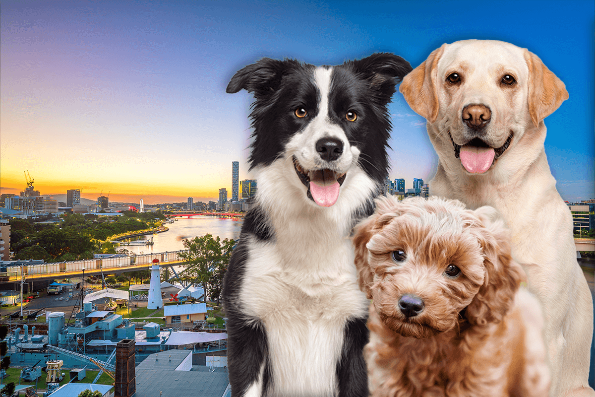 How Preferred Dog Breeds Differ Across Brisbane Suburbs How Preferred Dog Breeds Differ Across Brisbane Suburbs