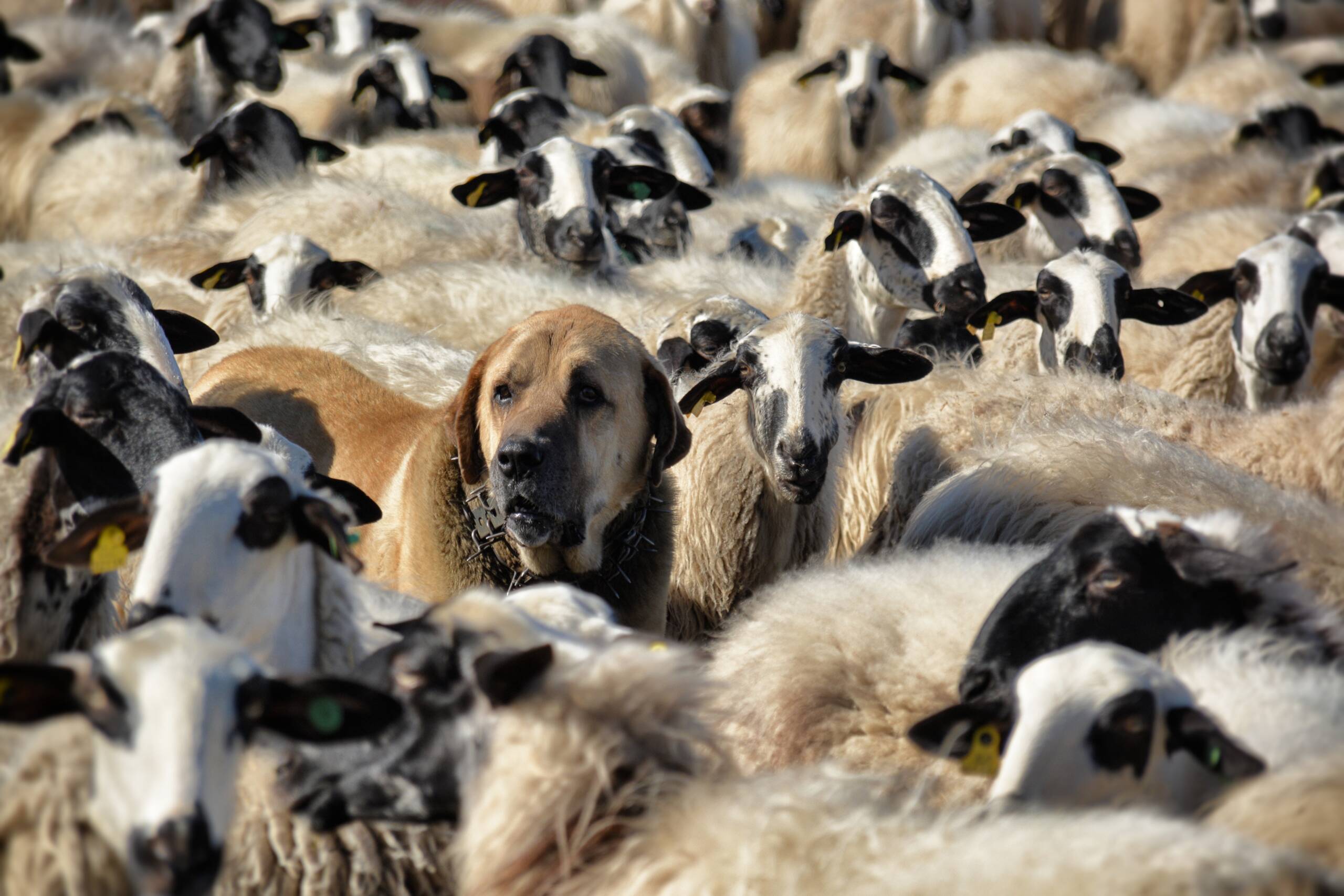 A day at the EKKA - the Sheep Dog Trials - 4BC