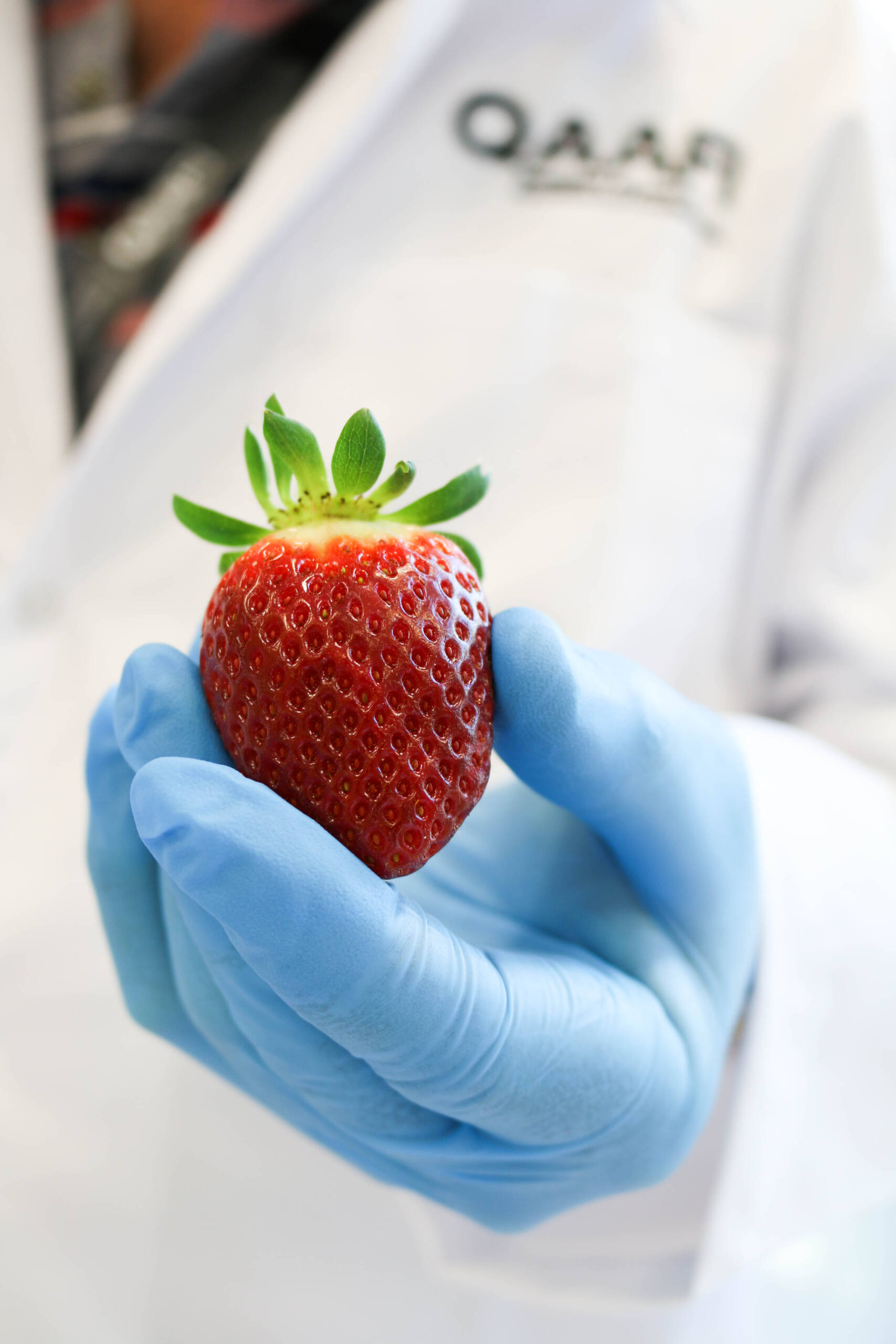 Breeding a new flavour of strawberries - 4BC