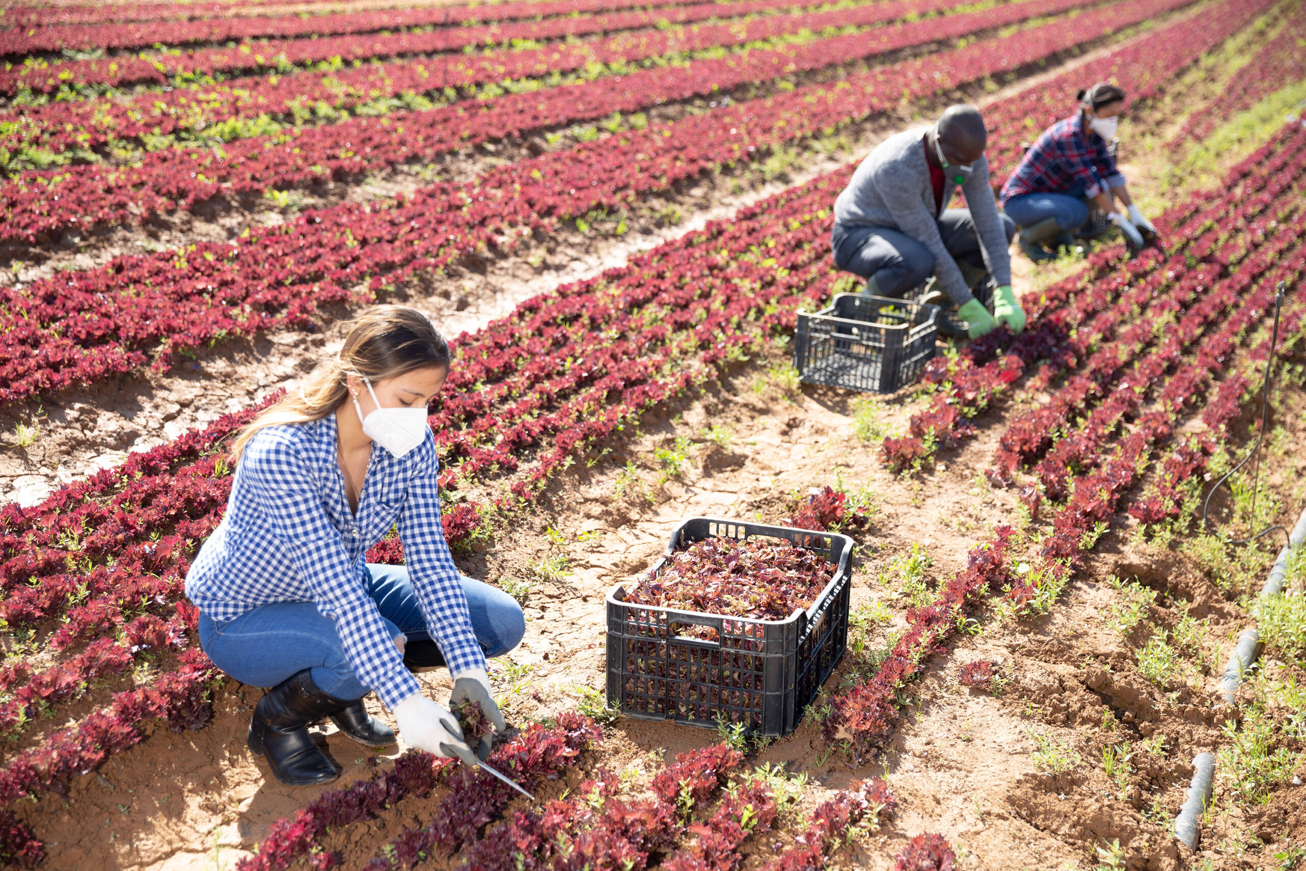 Regional workforce crisis holding back growth - 4BC