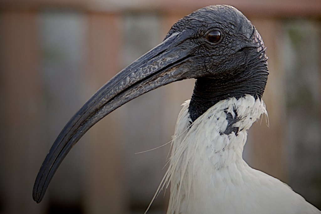 'Disgrace': Dead ibises litter the M1 after nesting gets 'out of control'