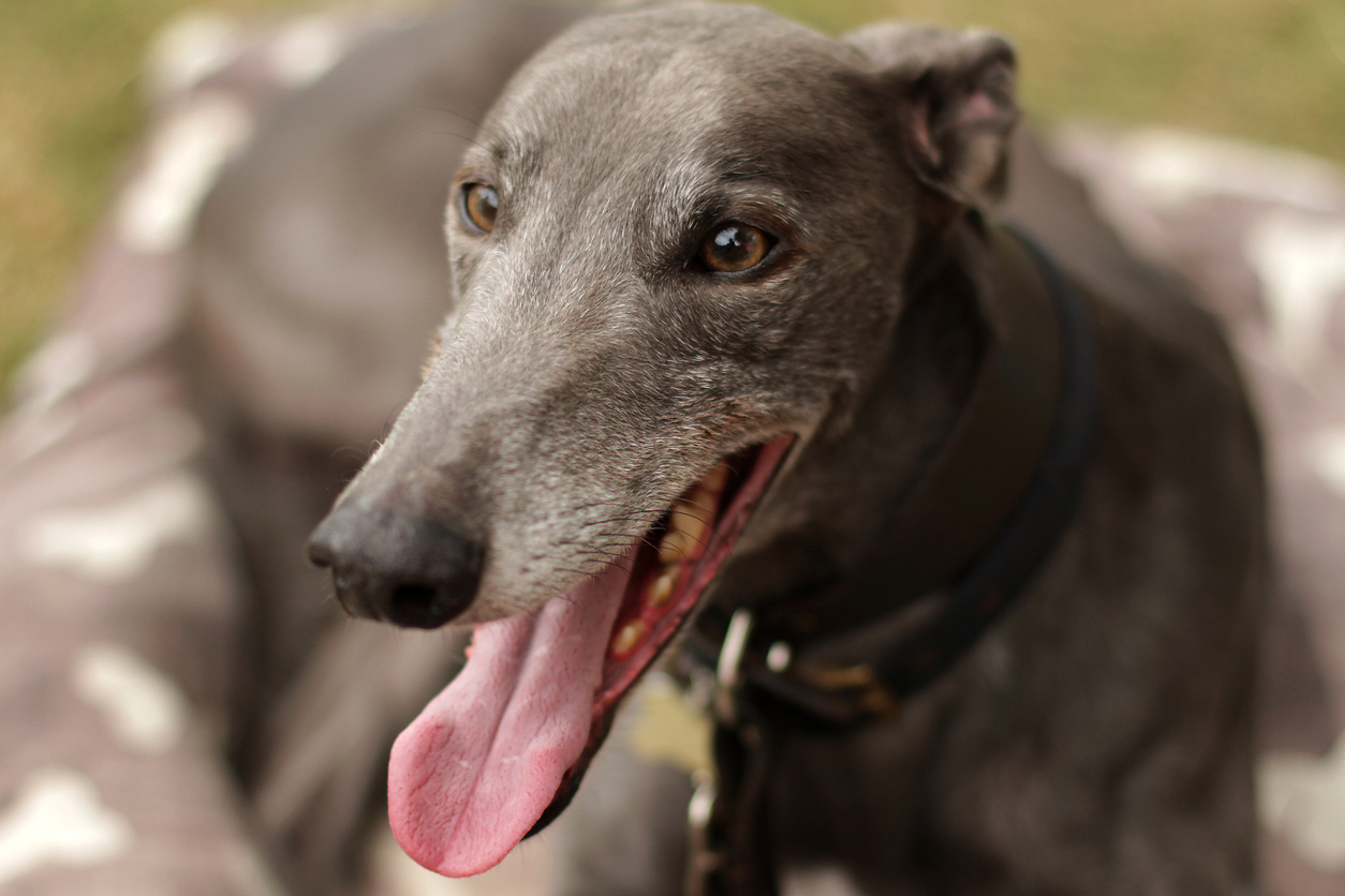 Greyhounds as pet companions for Police Officers - 4BC