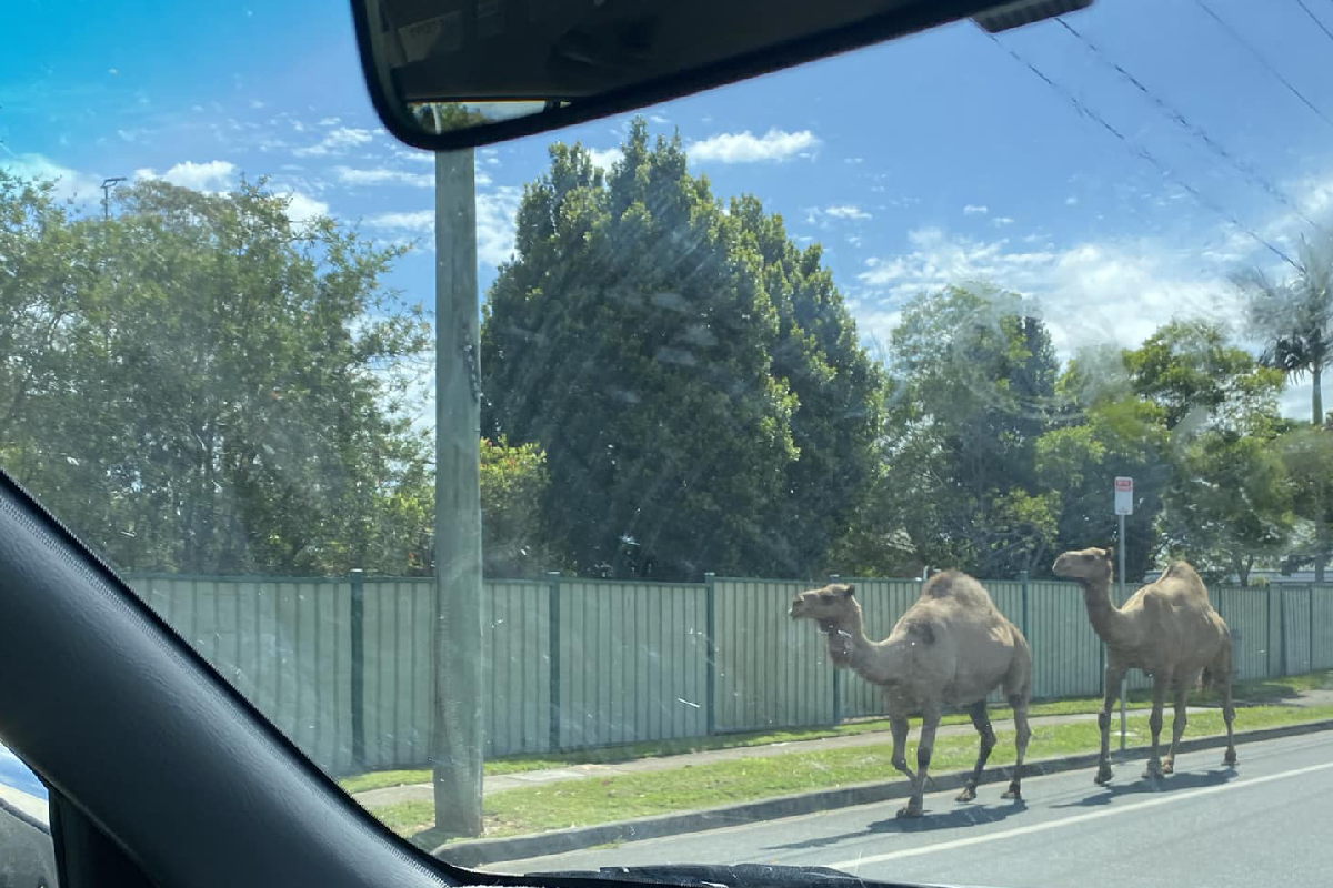 Cheeky camels go on a morning adventure through suburban Brisbane
