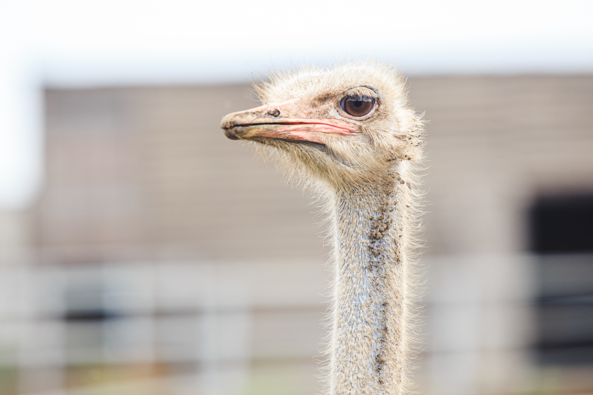 Retired CEO's Dr Doolittle inspired lifestyle change