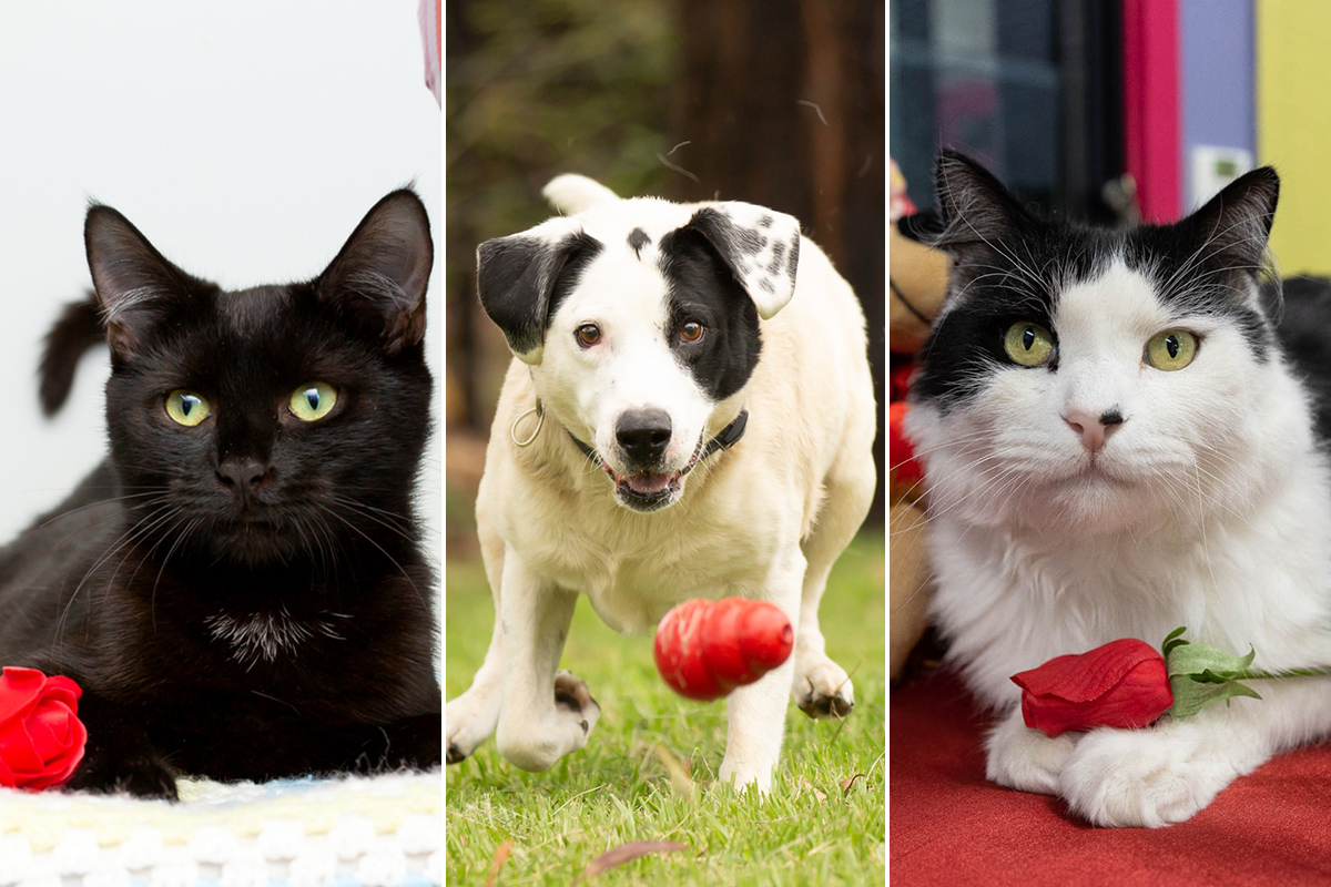 Adoption costs slashed for hundreds of rescue pets for Valentine's Day