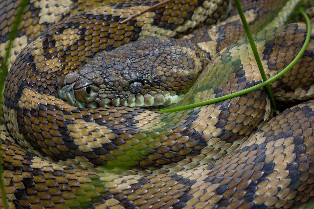 'Absolutely insane': South-east snake catchers run off their feet