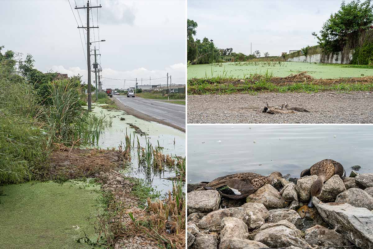 More than 100 dead birds found in Pinkenba due to possible poisoning
