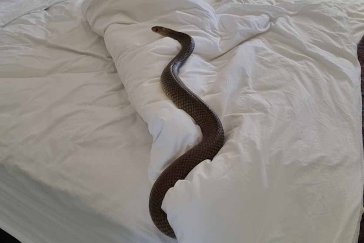Qlder discovers venomous snake having 'a bit of a snooze' in her bed
