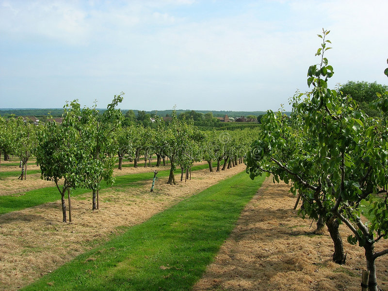 Pear farms which generate renewable energy - 4BC
