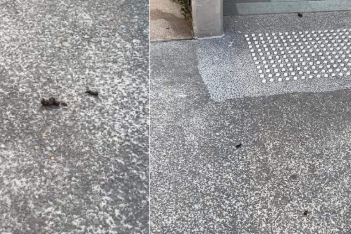 Local fires up over dog poop 'missiles' repeatedly flying off apartment ...