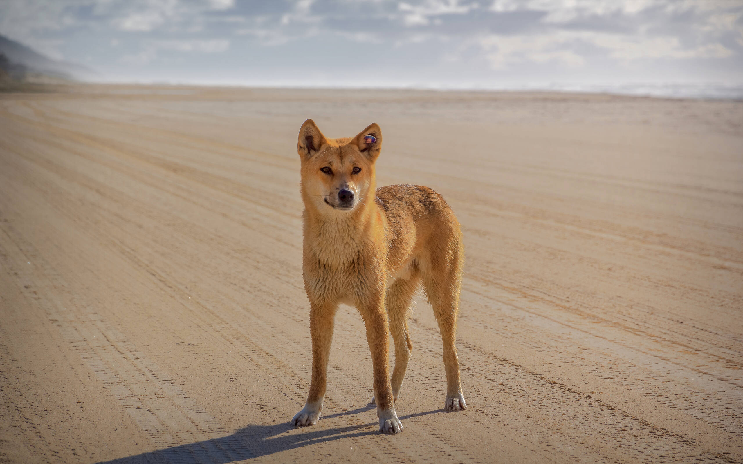 Shocking Dingo Attack: Girl Held Underwater on Fraser Island