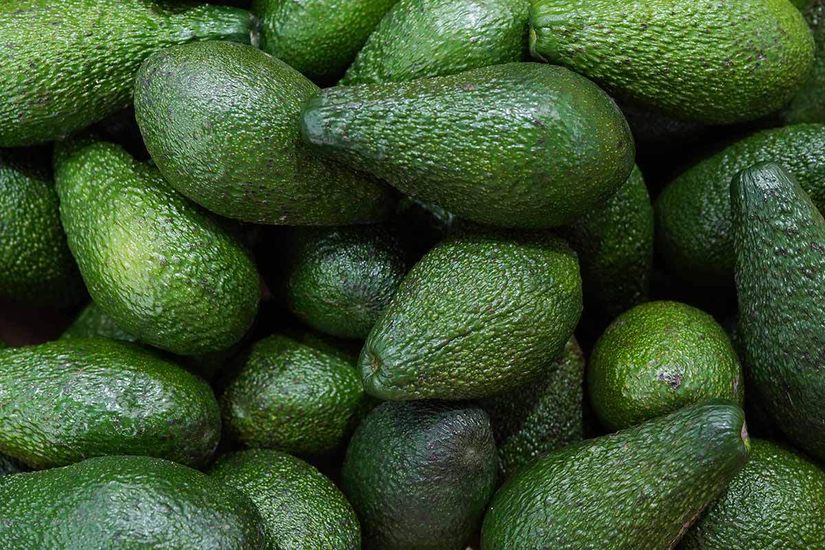 Avocado prices drop below a dollar due to oversupply in Qld