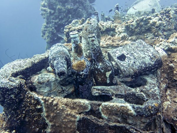 Exotic pests causing concern for marine life - 4BC
