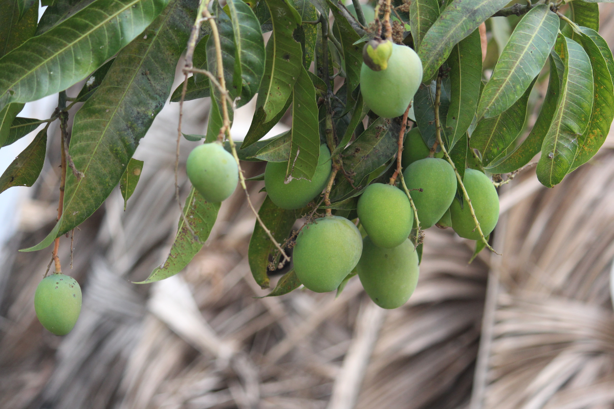 Queensland's warmer winter takes a toll on mango production
