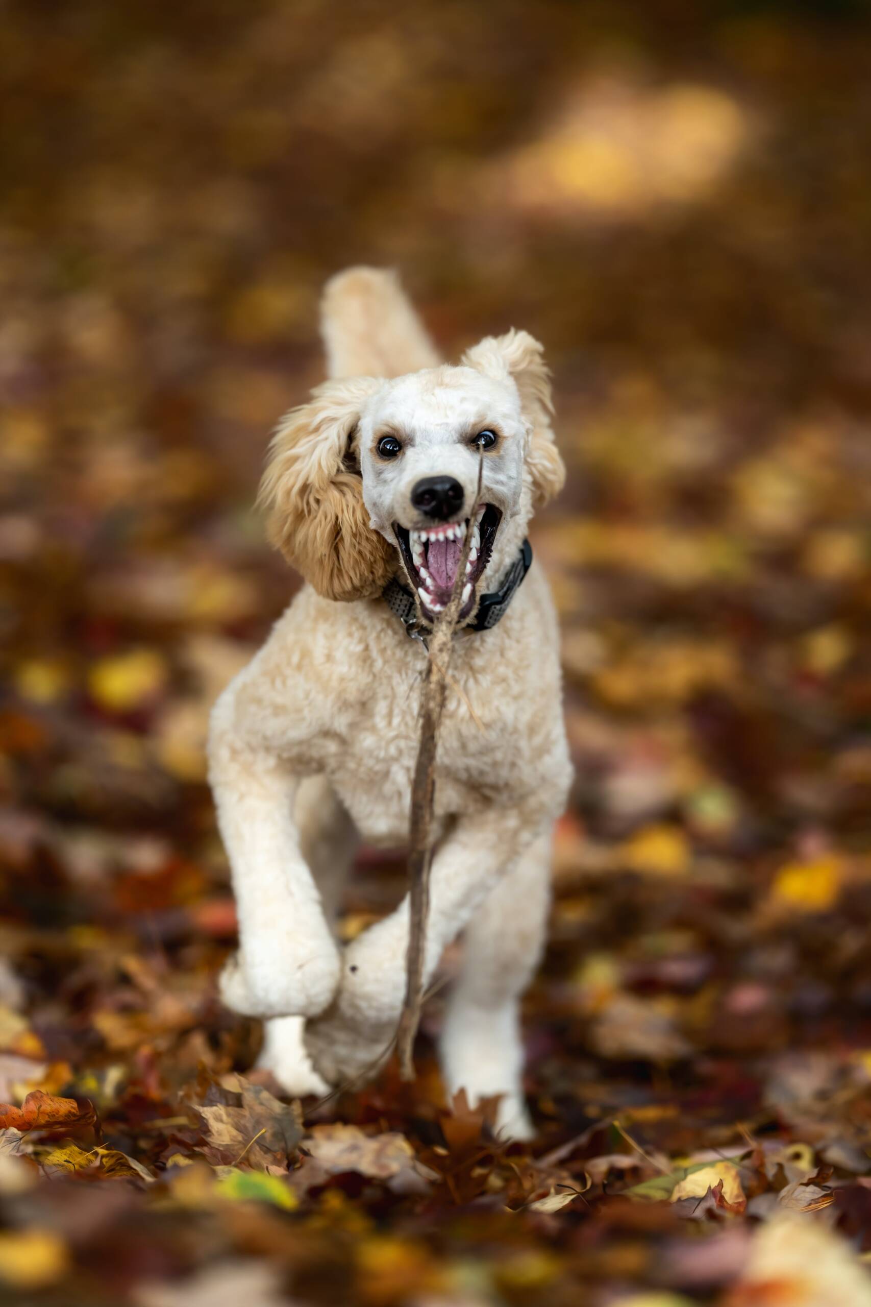 What are the real laws about barking dogs? - Red Tape Busting with ...