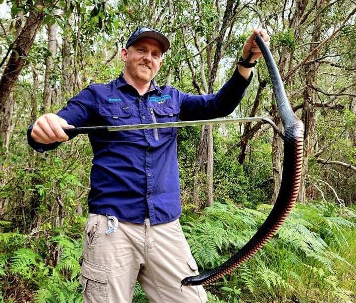 'It's been nuts': Record breaking number of callouts for local snake ...