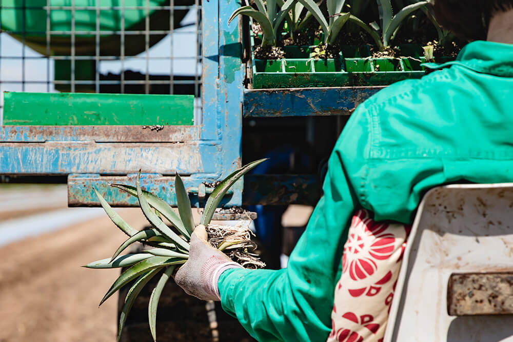 Queensland-made Agave Spirit - 4BC