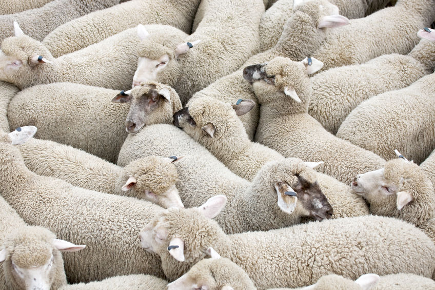 Valuable sheep industry resource relaunched - 4BC