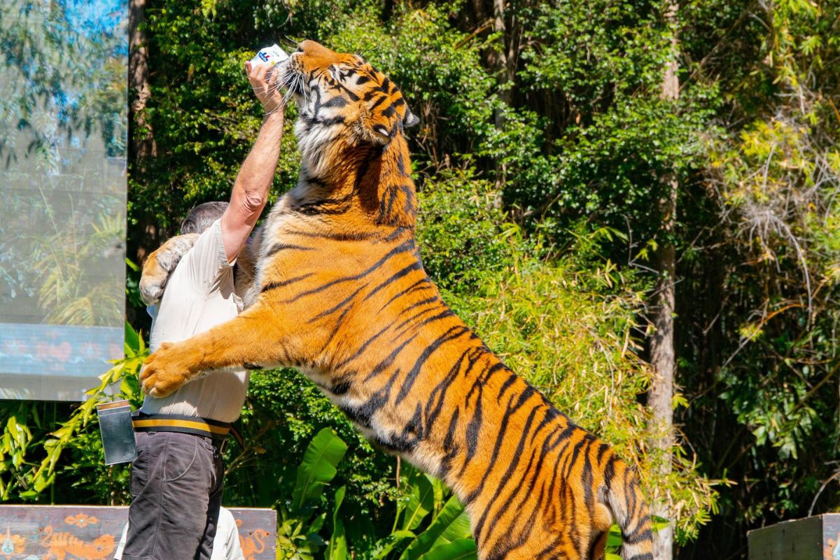 BREAKING: Handler mauled by a Tiger at Dreamworld - 4BC