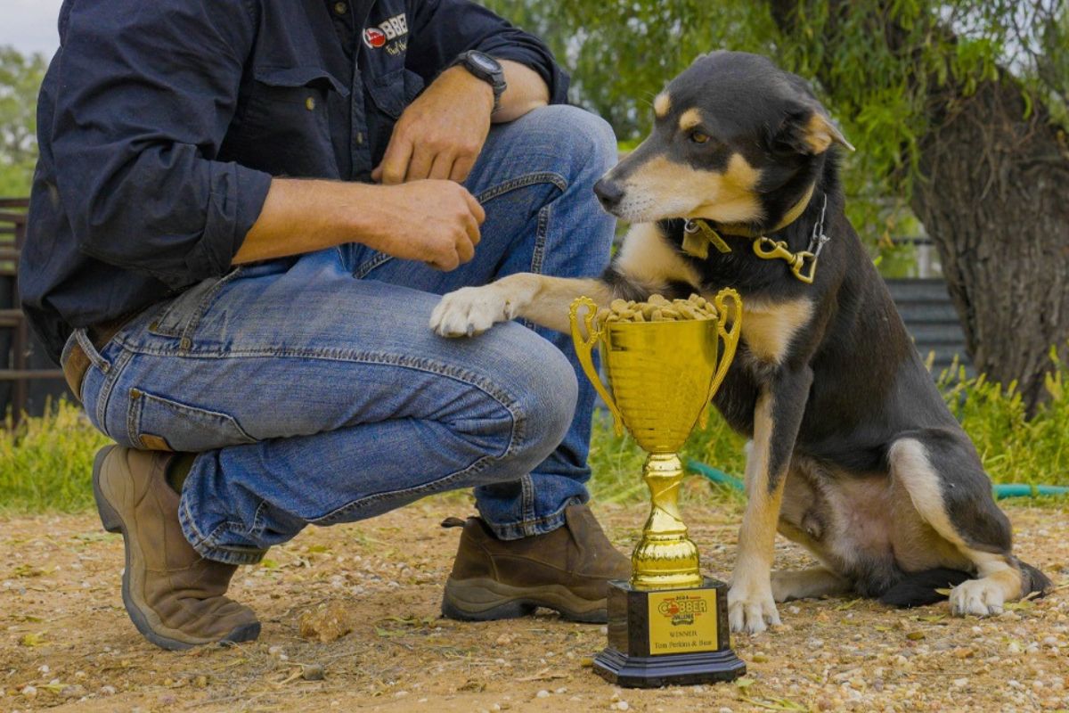 Queensland Kelpie named Australia's best working dog - 4BC