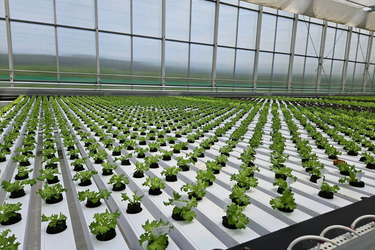 Cutting-edge AI-powered 'smart farm' set to revolutionise Australian ...