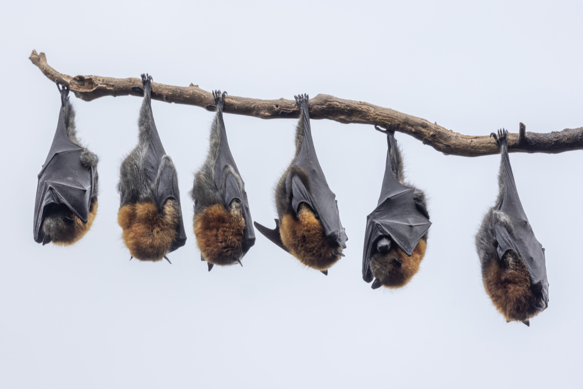 The bat plague impacting the Somerset Region that the council isn't ...