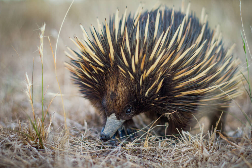 'Beautiful moment': Edwina the echidna found washed up at Golden Beach ...