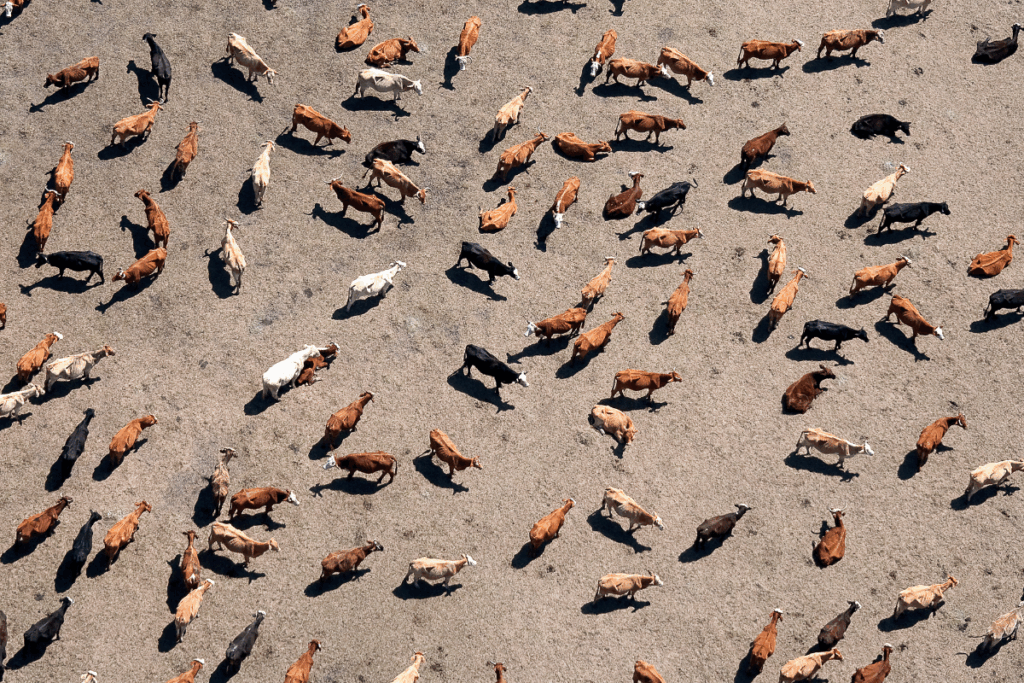 48,000 cattle lost: The crippling economic toll of Ex-Tropical Cyclone ...
