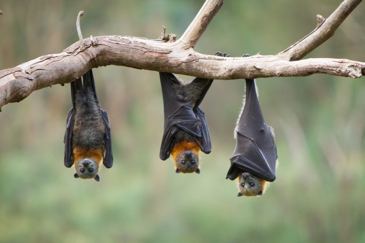 Bats vs. Humans: Why Gympie residents are becoming prisoners in their ...